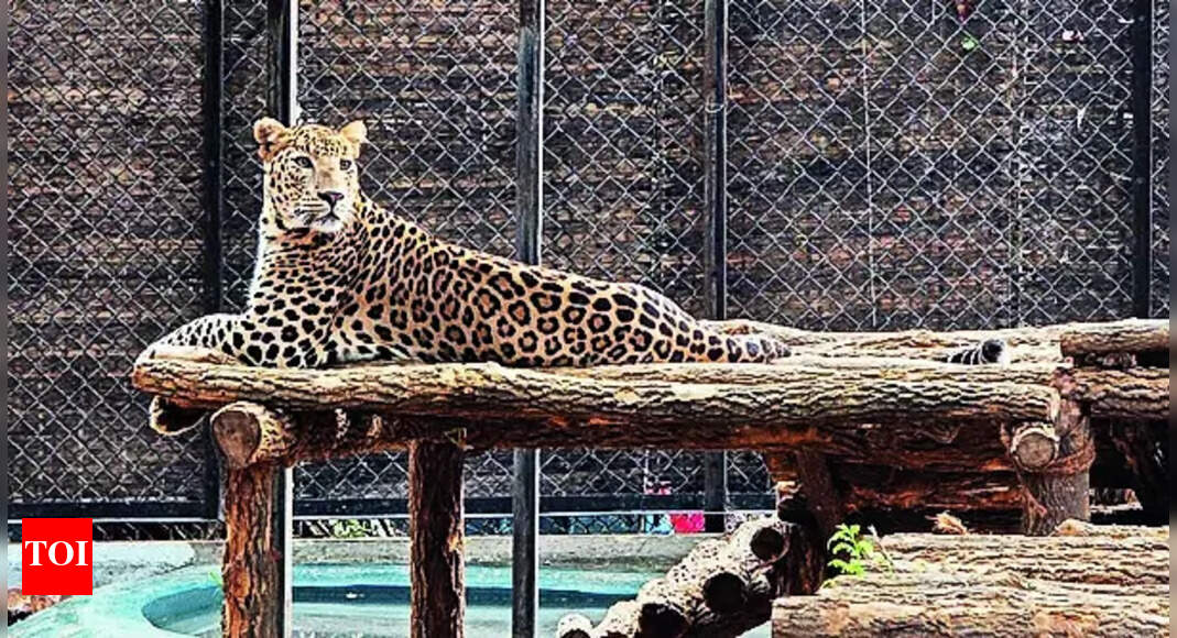 Nuapada's Man-Eater Leopard Relocated to Sambalpur Zoo: A New Chapter ...