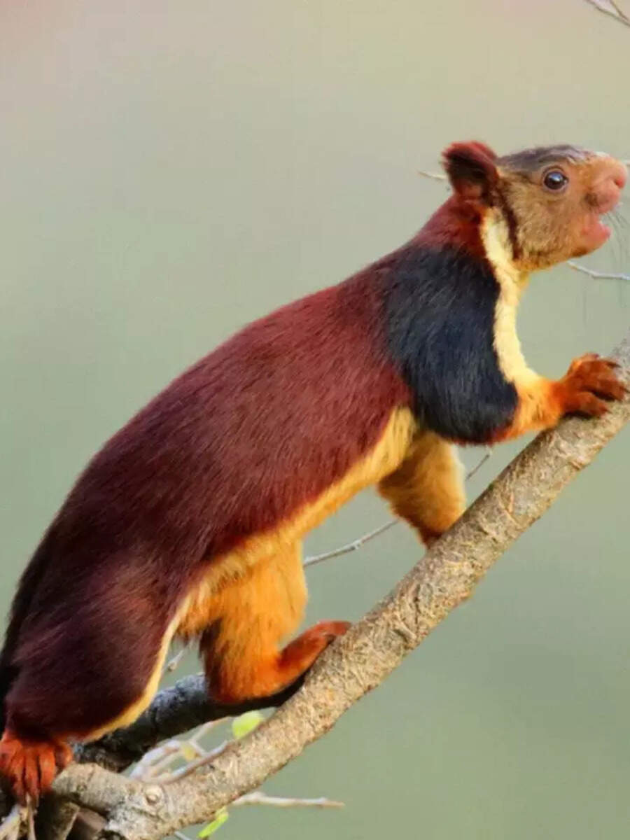 10 things to know about multicoloured giant squirrels of India | Times ...