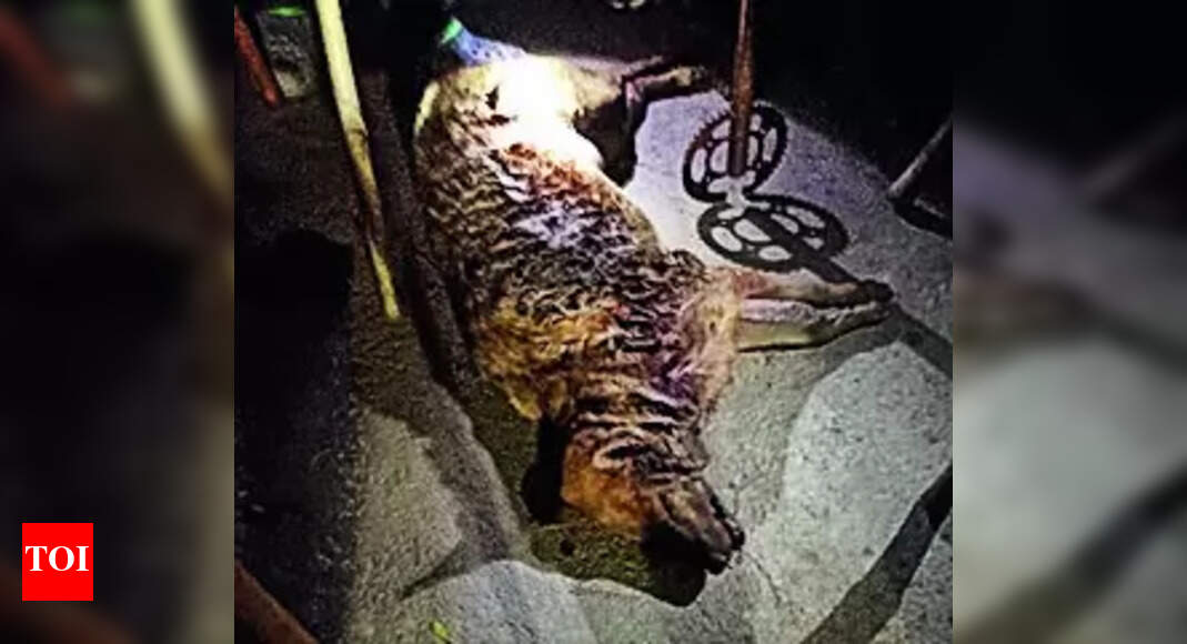 Jackal: Violent Jackal Attack Leaves Two Villagers Injured in Varanasi ...