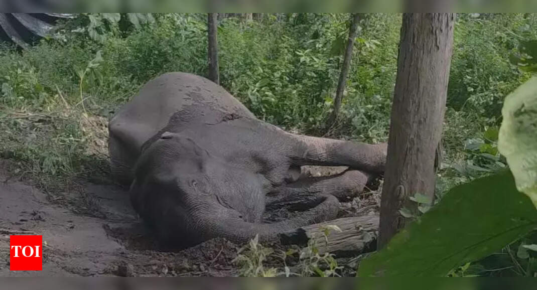 Elephant: Tragic Accident: Elephant Killed by Bus on Haldwani Road ...