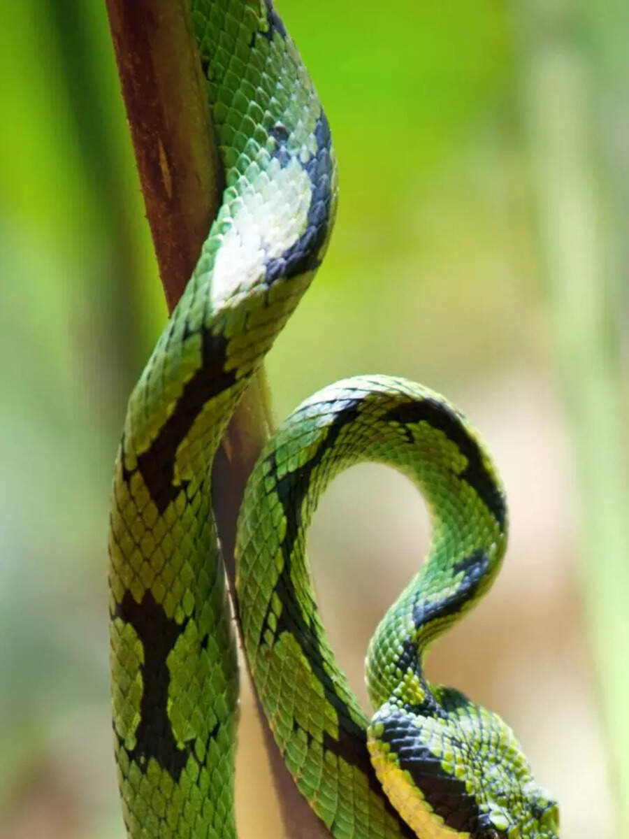 10 snakes that don't have venom | Times of India