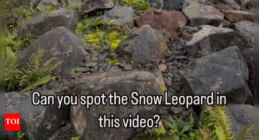 Can you spot the snow leopard hidden in plain sight? Viral zoo ...