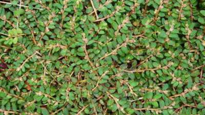 Dudhi Grass Benefits: Seen this wild grass? This dudhi grass can be a ...