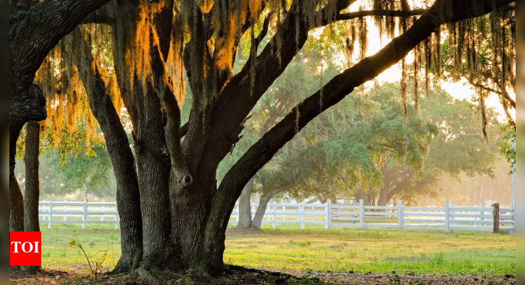 From Newton's apple tree to Buddha's Bodhi tree: Iconic trees that ...