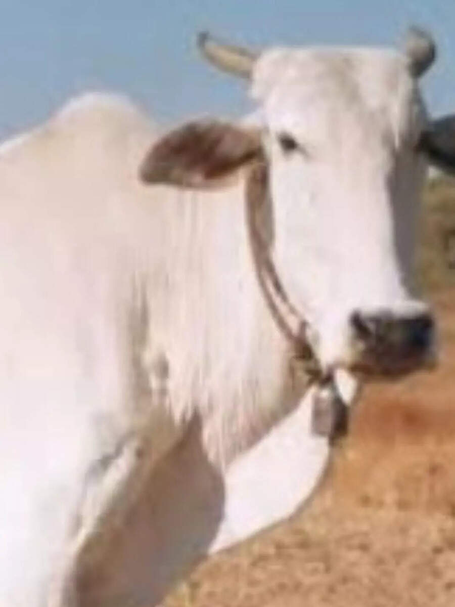 Bachaur cow: दूध से लेकर खेती तक; फायदे ही फायदे | ET NOW SWADESH