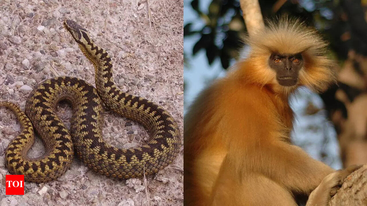 Rarest Species In The World Rare Animals Of The World