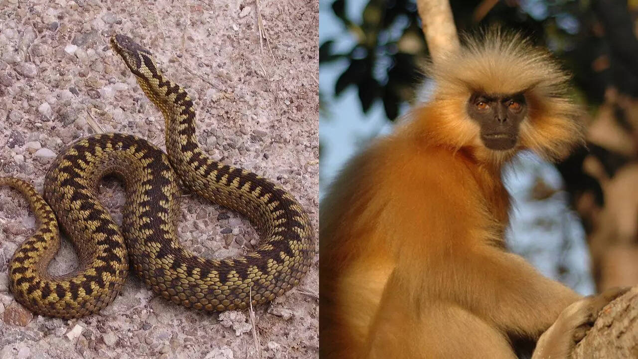 Rarest Animal In The World Incredible And Rare Animals Only Found In