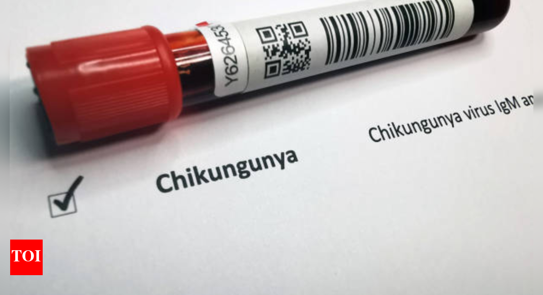 How does chikungunya spread and what are its symptoms - Times of India