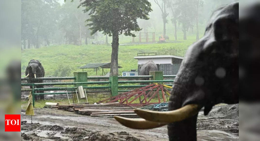 Elephant: Tragic Death of Elephant in Bijnor: 14 Villagers Arrested for ...