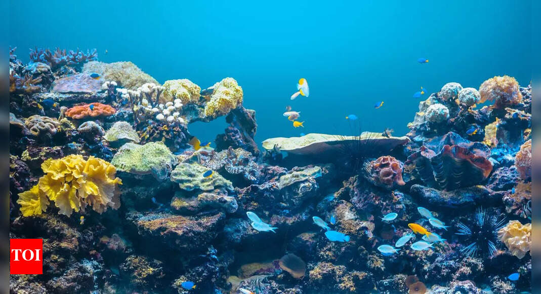 Recent underwater exploration discovers 20 new marine life forms ...