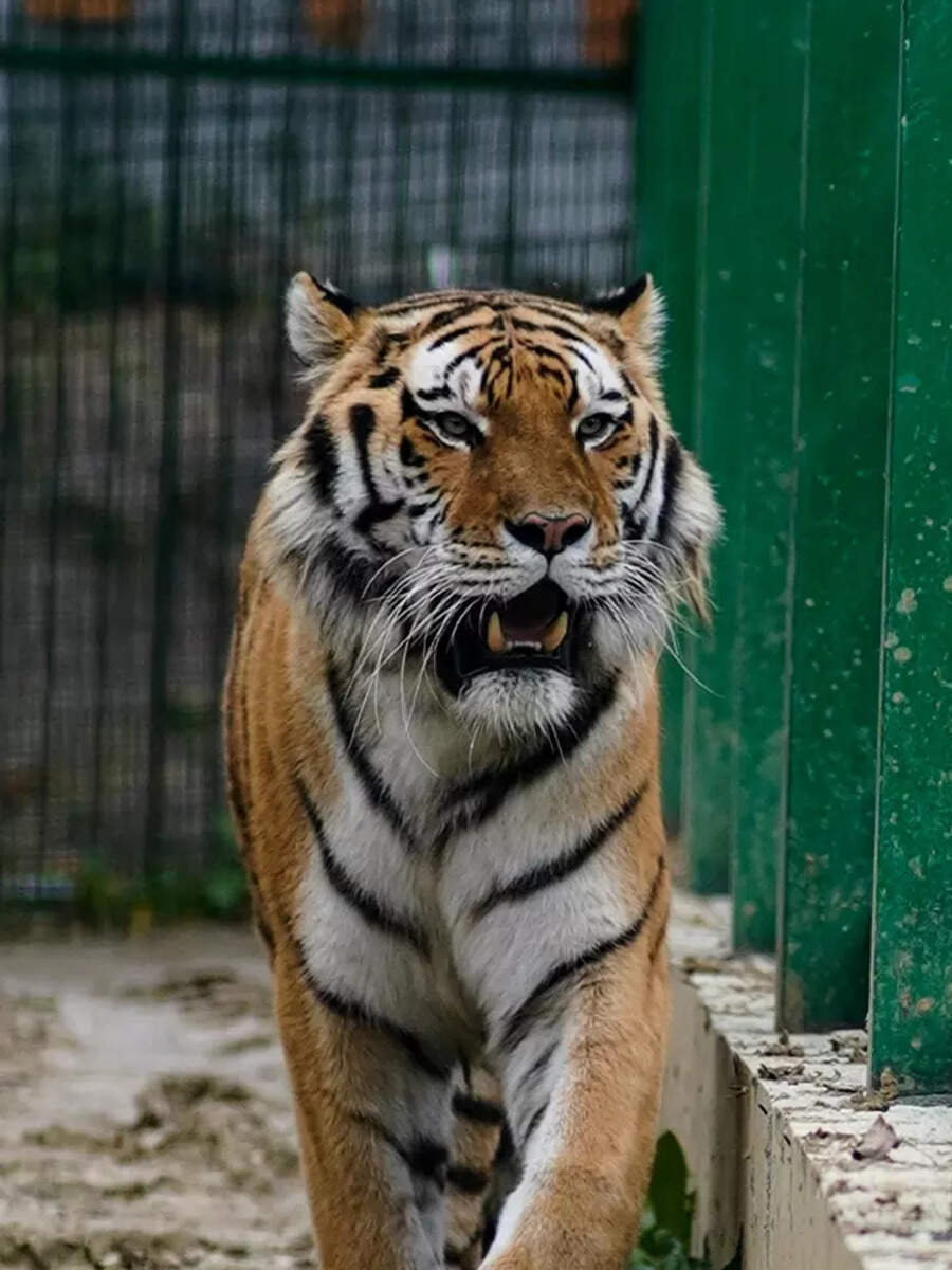 10 fascinating striped animals that aren't tigers | Times of India
