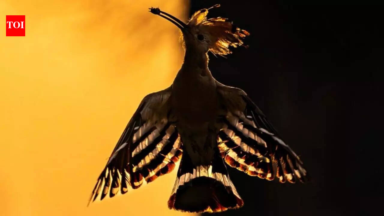 Bird Photographer of the Year 2024: 5 winning photos that reflect ...