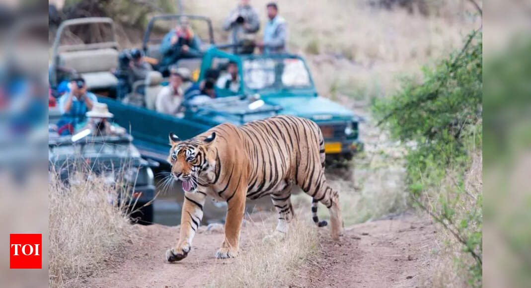 Ranthambore Tiger Reserve: Opportunity for Displaced Families: Guide ...