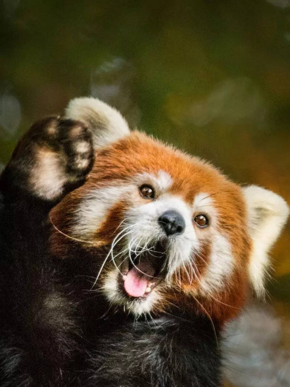 Top 10 Rare Animal Species