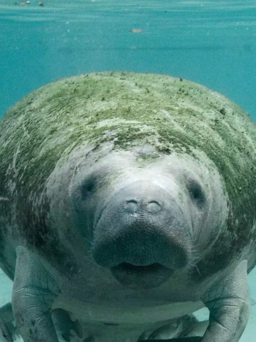 8 animals that are extremely peaceful in nature | Times of India