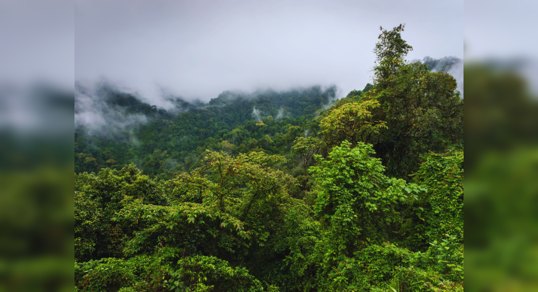 Arunachal Pradesh: Namdapha National Park and Kamlang Wildlife ...