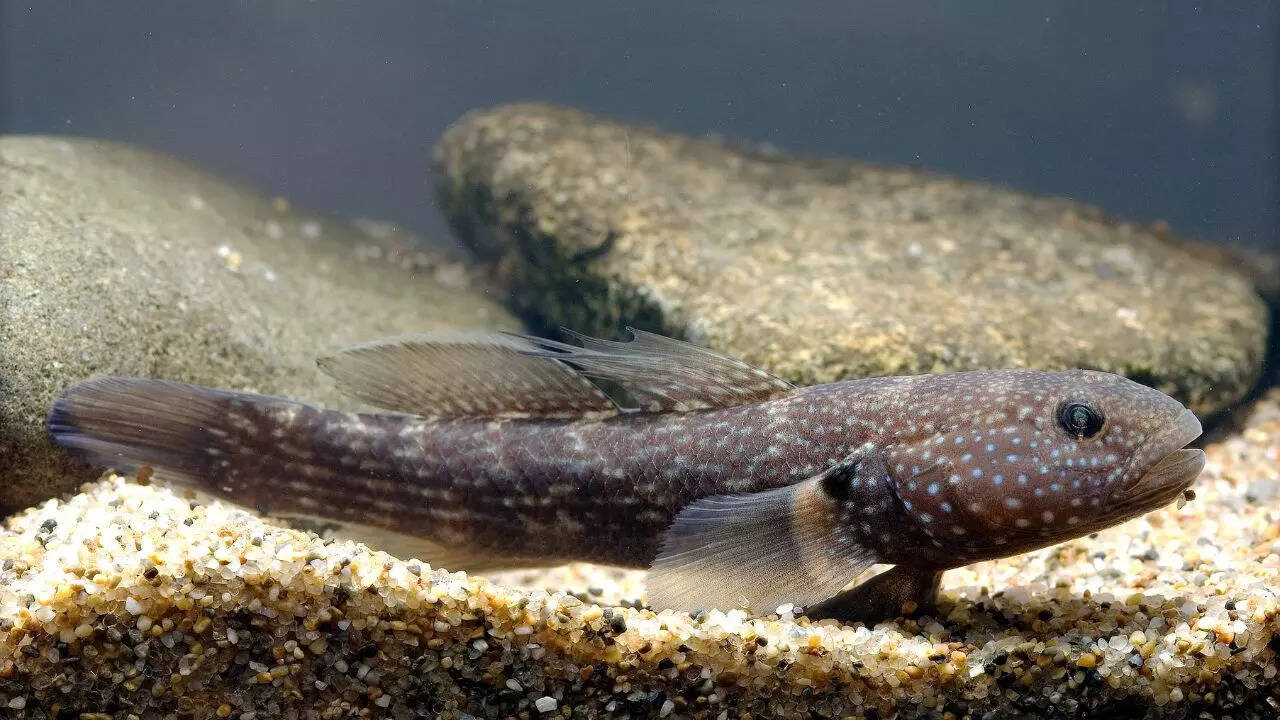 Fish Facts Types