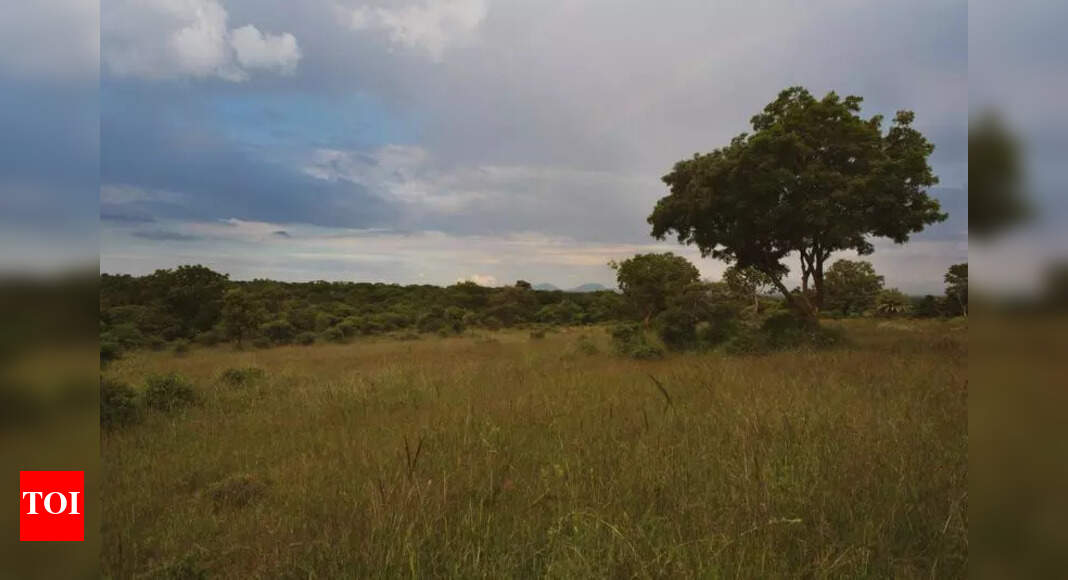 Bengaluru's Hesaraghatta Grasslands Declared a Conservation Reserve ...