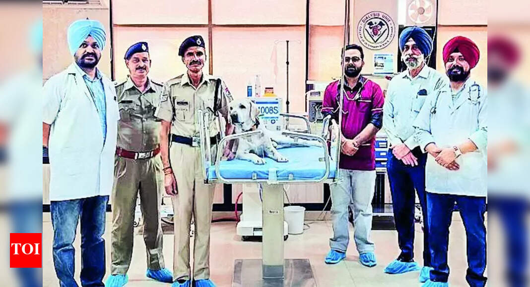 Anex the Hero Dog: Miraculous Recovery at Gadvasu | Ludhiana News ...