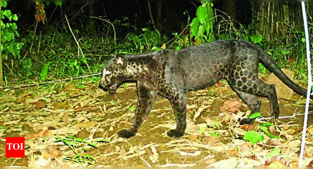 Melanistic Leopards: Four Rare Melanistic Leopards Discovered in Odisha's Forests | Bhubaneswar ...