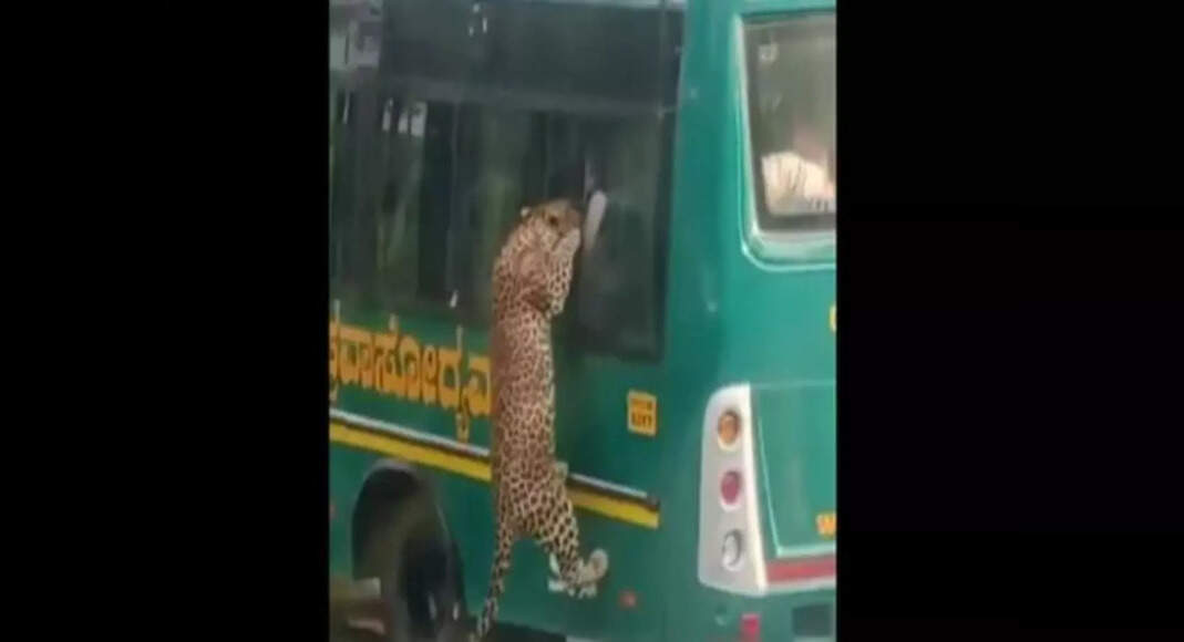 Leopard Jumps On Safari Bus: Leopard leaps onto safari bus, stuns ...