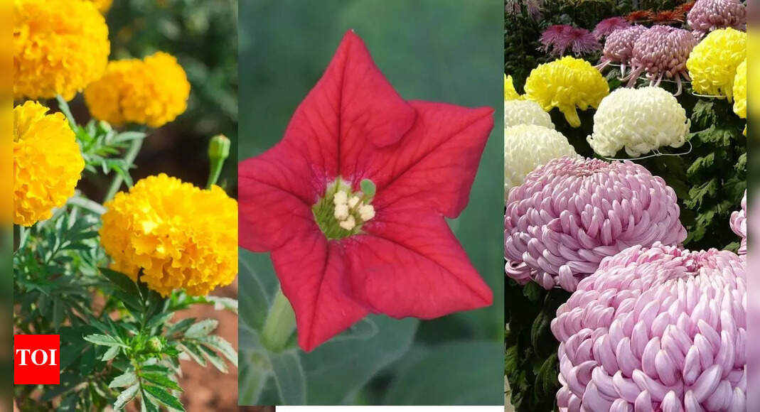 10 flowering plants to grow in October month including marigold ...