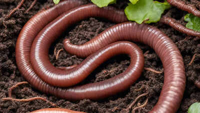 World’s largest earthworms that are more than 3 metres in length ...