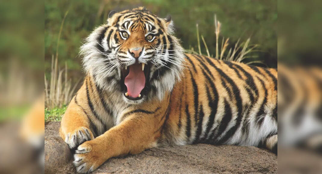 Tiger Capital of India: Why this city in Maharashtra is called the ...