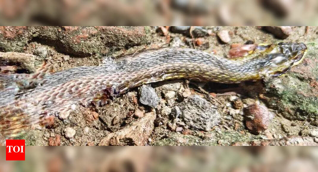 Painted Keelback: Rediscovery of Rare Painted Keelback Snake in Dudhwa ...