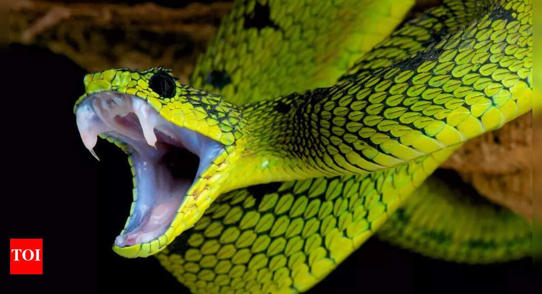 How snakes evolved to detect infrared: The science behind their heat ...