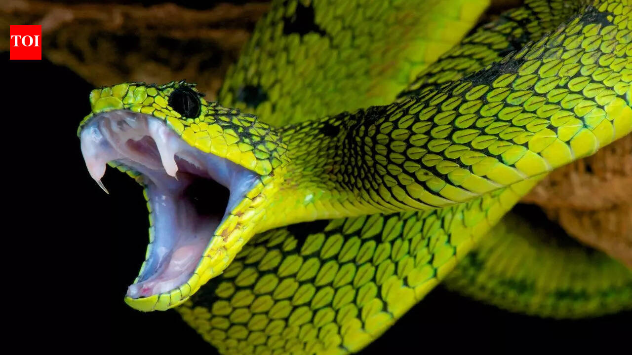 How snakes evolved to detect infrared: The science behind their heat ...