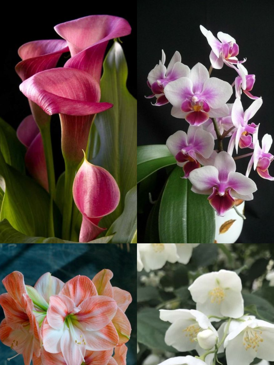 10 Beautiful Flowers That Represent Desire | Times Now