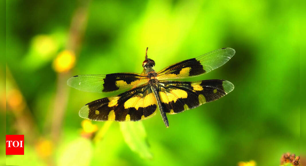 Dragonfly survey to reveal newly identified species | Goa News - Times ...