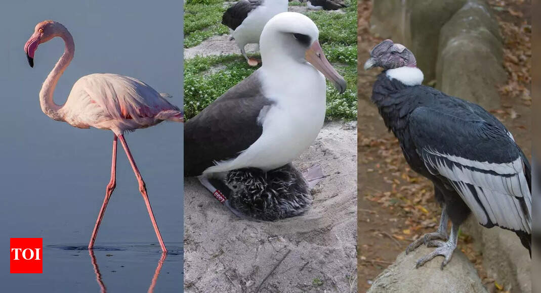 Discover the 9 oldest birds in the world | - Times of India