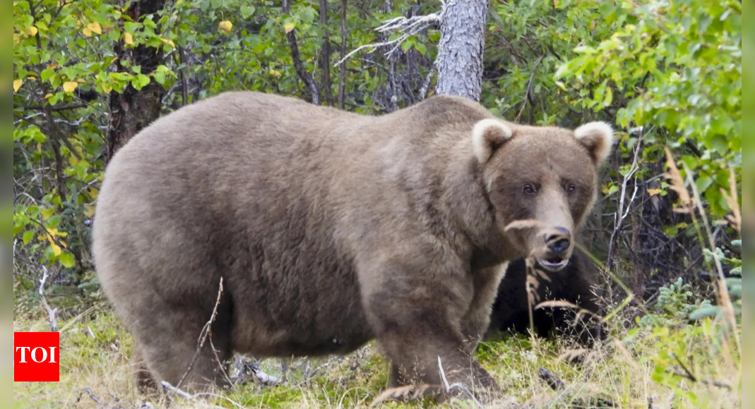 Fat Bear contest: Winner claims revenge by beating bear that killed her ...