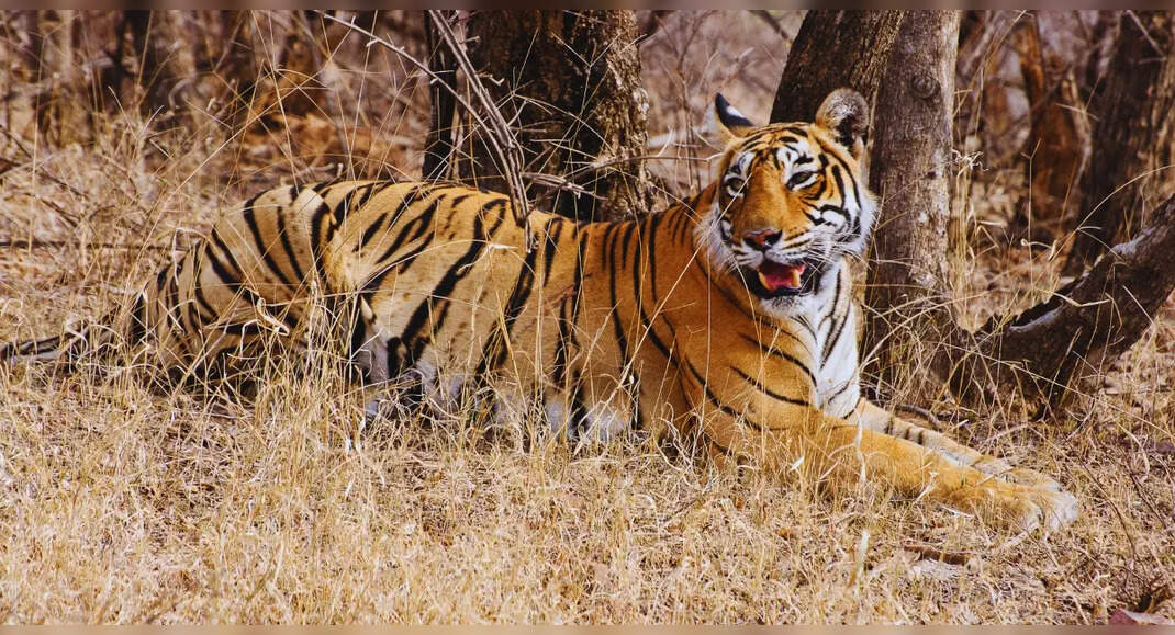 India’s lesser-known tiger reserves you’ll fall in love with | TimesTravel