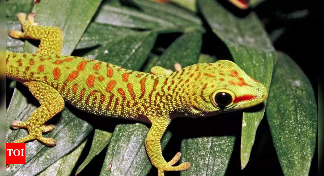 Geckos’ have a ‘sixth sense’: New study challenges foundations of ...