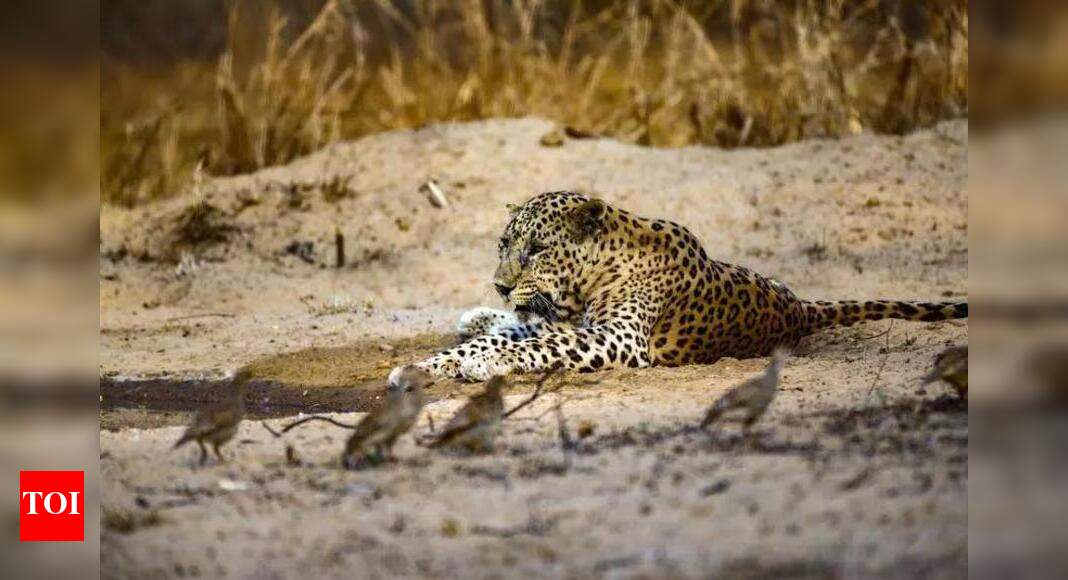 8-year-old girl killed in leopard attack in Uttar Pradesh | Meerut News ...