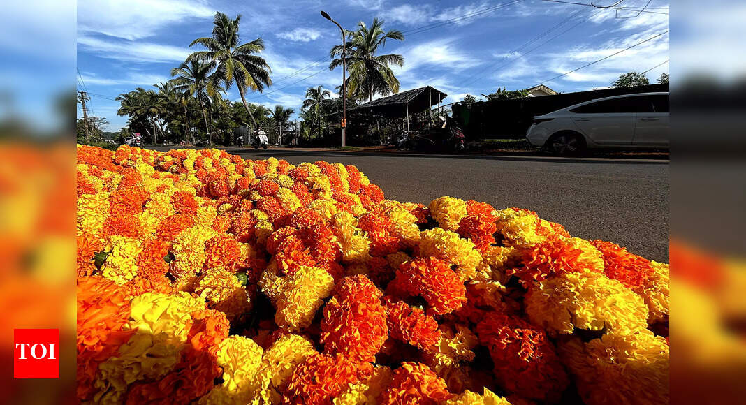 Wilting weather: Rain quells yield of marigold this season | Goa News ...