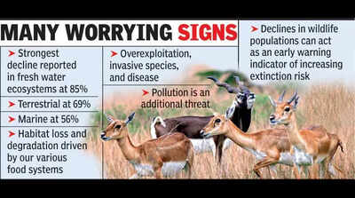 Shocking 73% Decline in Global Wildlife Populations in 50 Years ...