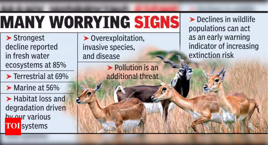 Shocking 73% Decline in Global Wildlife Populations in 50 Years ...