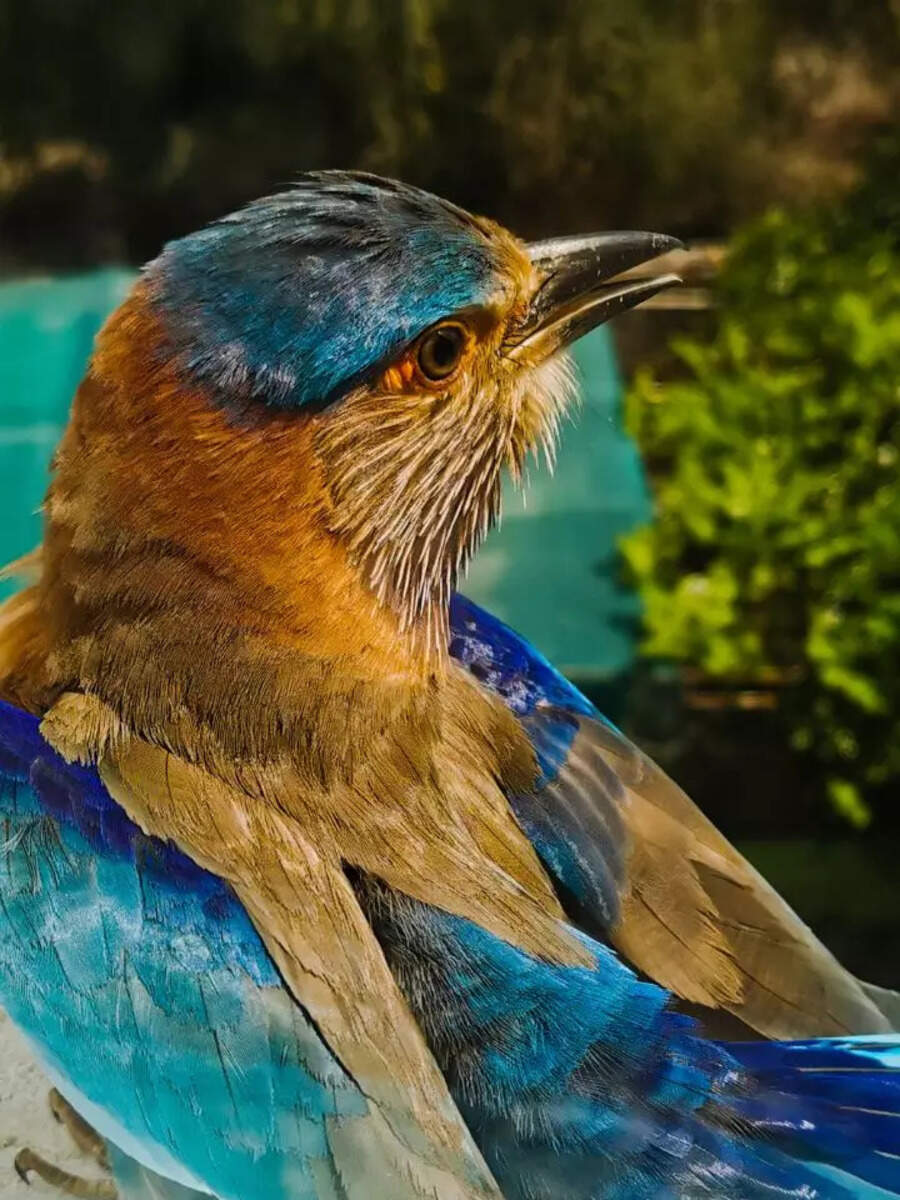 Why it is considered lucky to see a Neelkanth on Vijayadashmi | Times ...