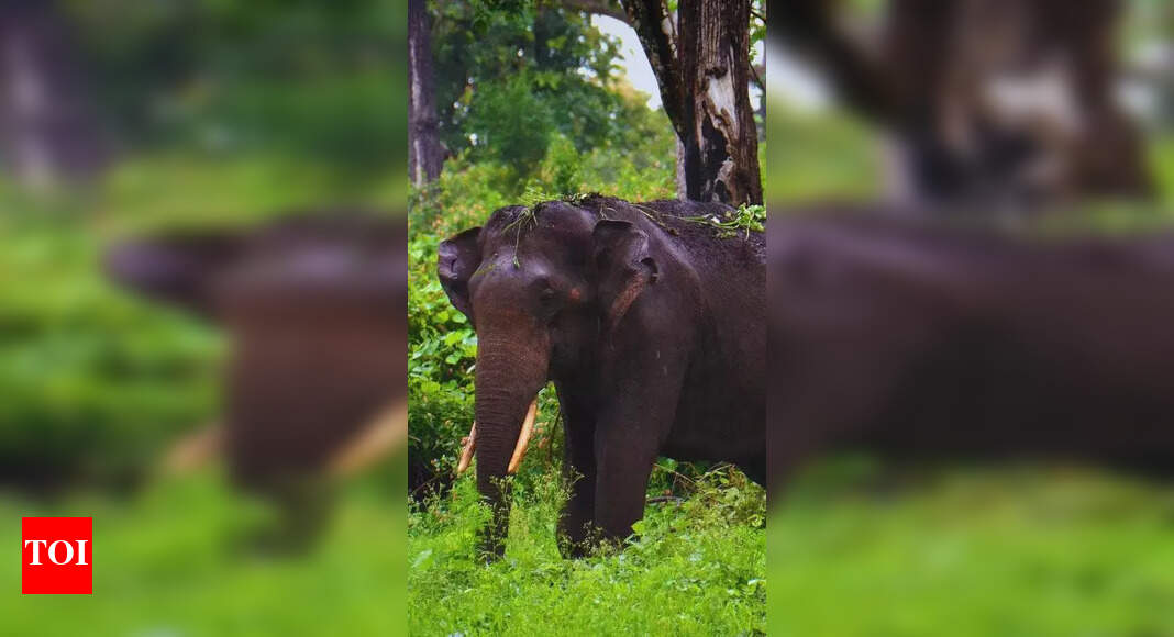 Tragic Elephant Attack in Bahraich After Recent Wildlife Scares | Lucknow News - Times of India
