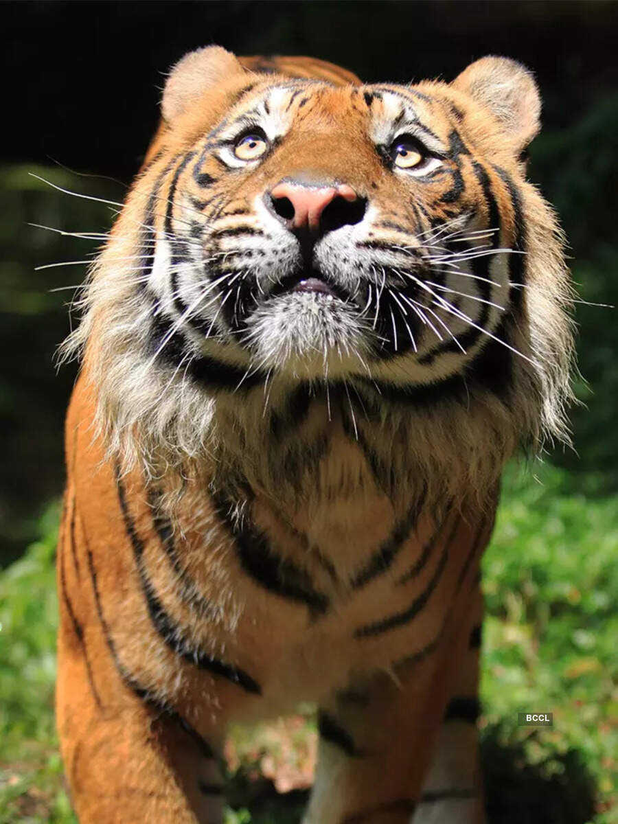 10 rare wildlife species found only in Asia | Times of India