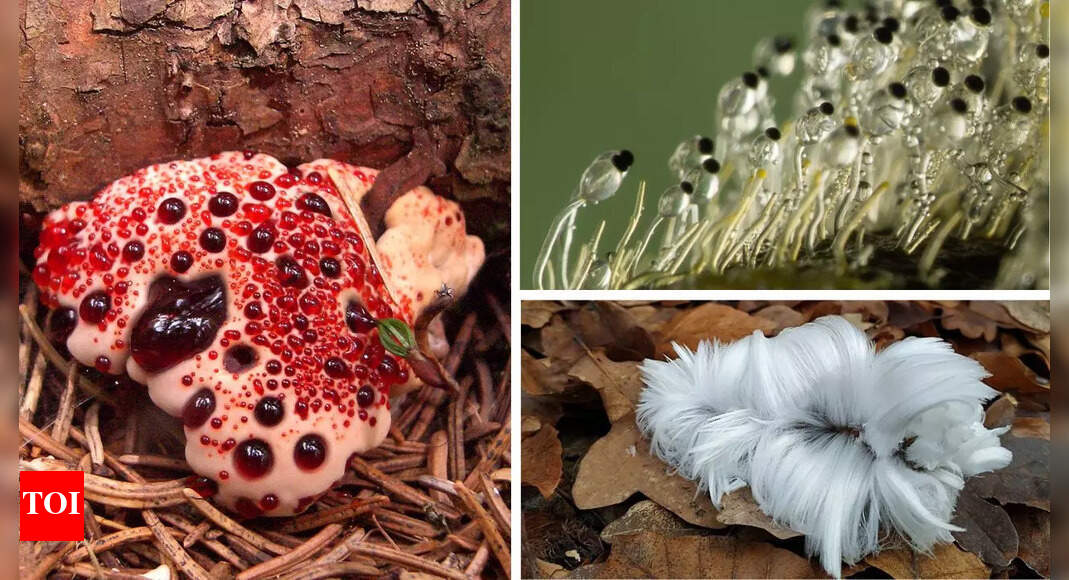 7 weirdest shaped fungi you might have never heard of | - Times of India