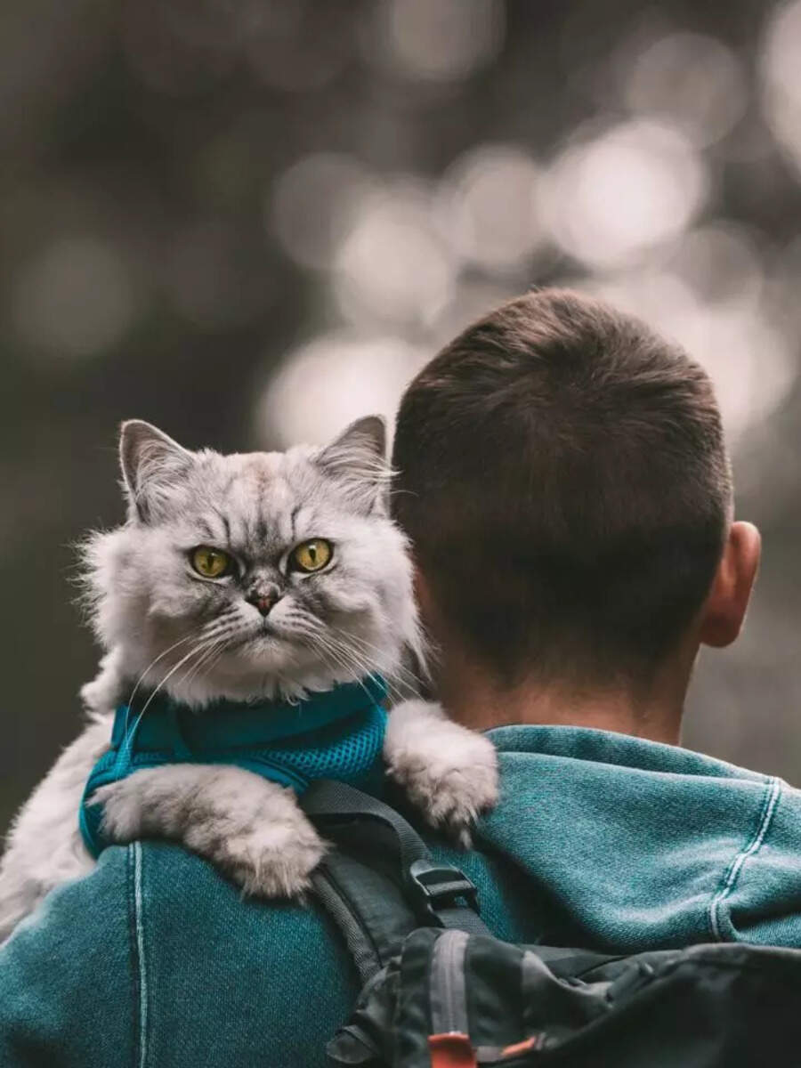 8 life lessons that humans can learn from animals | Times of India