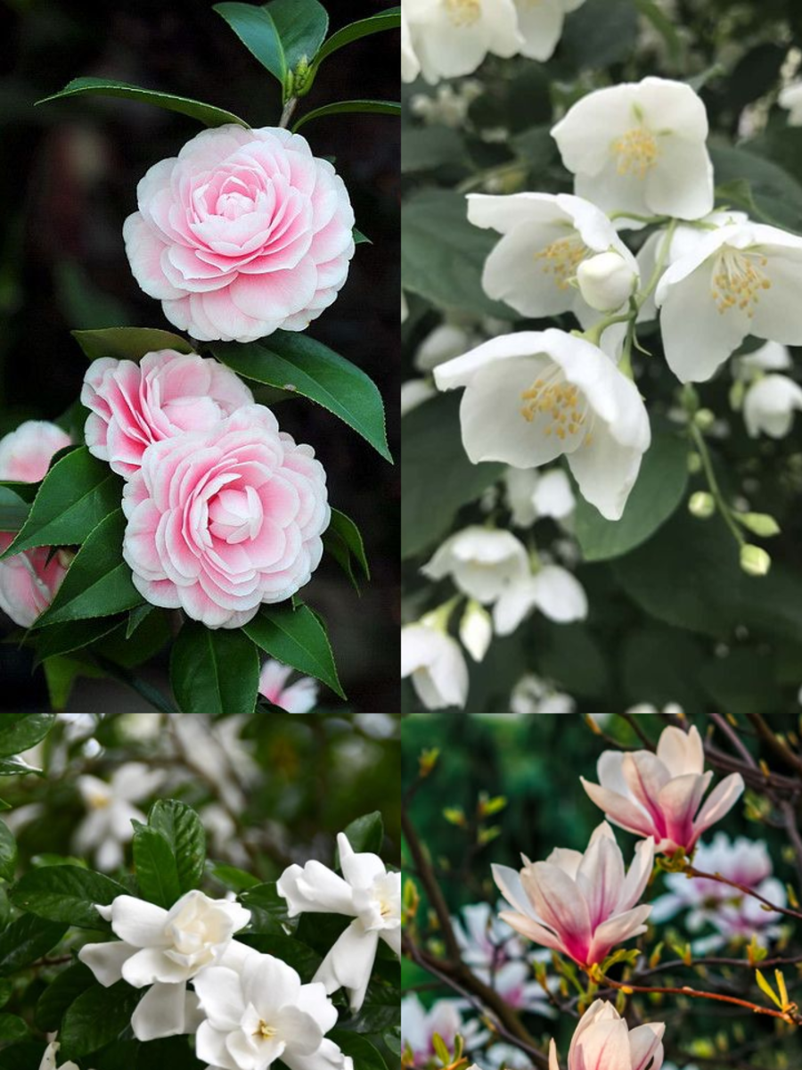 10 Beautiful Flowers That Represent Innocence | Times Now