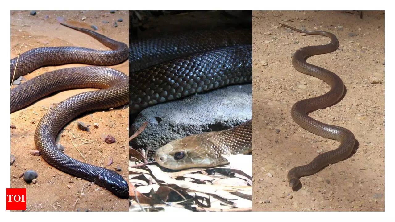 Does Australia Really Have The Deadliest Snakes In The World Venomous