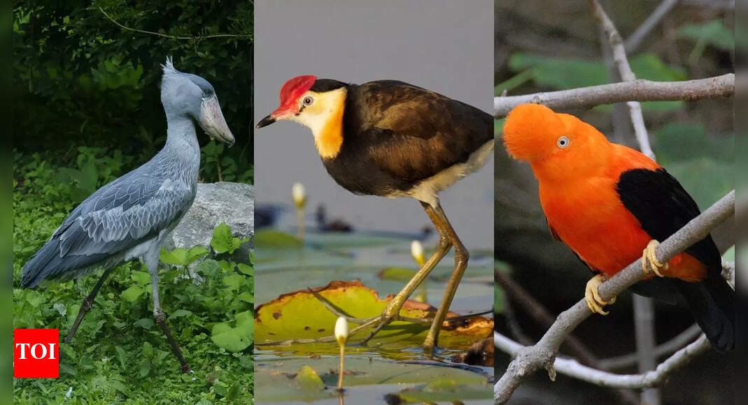 10 weird-looking birds in the world you might have never heard of ...