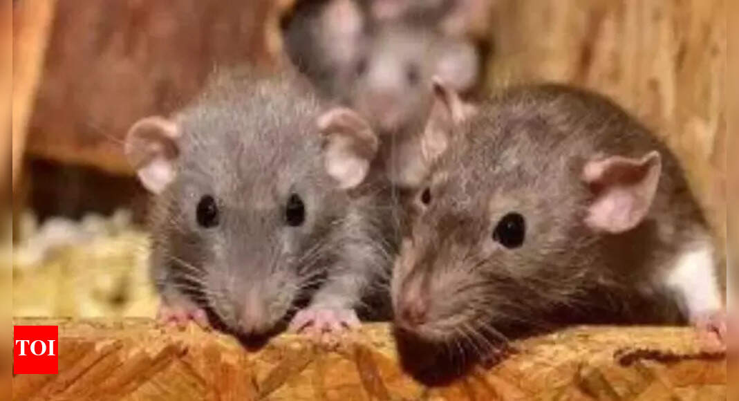 Rat and Cockroach Infestations Discovered in Secunderabad Eateries ...